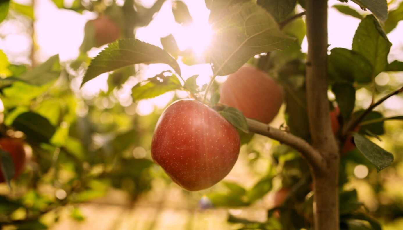 VentureFruit partners with Copefrut to expand TUTTI apples in Latin America