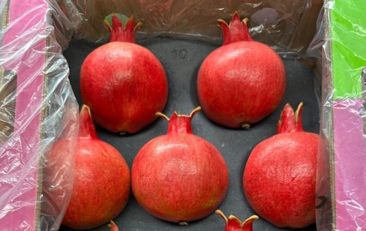 Pomegranate season in South Africa is underway with Angel Red