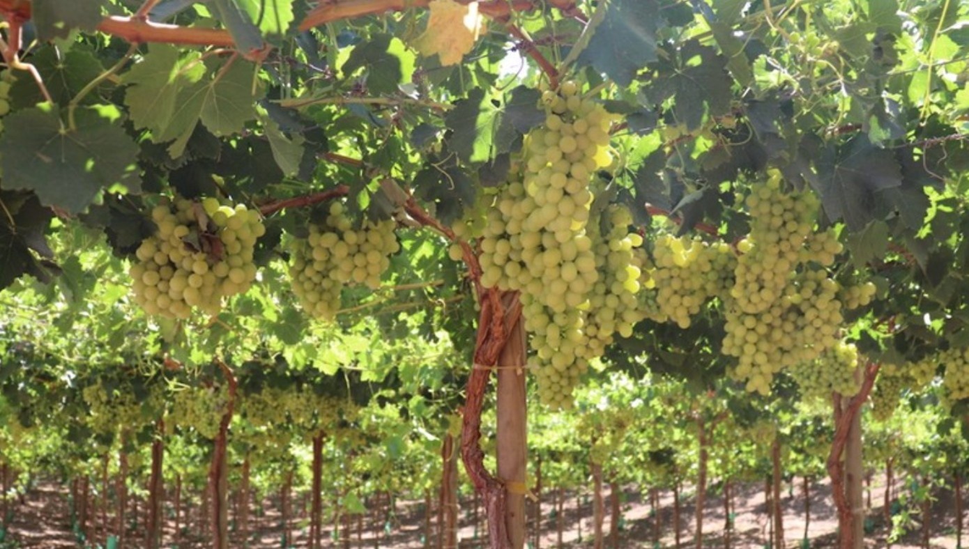 First shipments of Chilean table grapes under Systems Approach to Mexico finalized