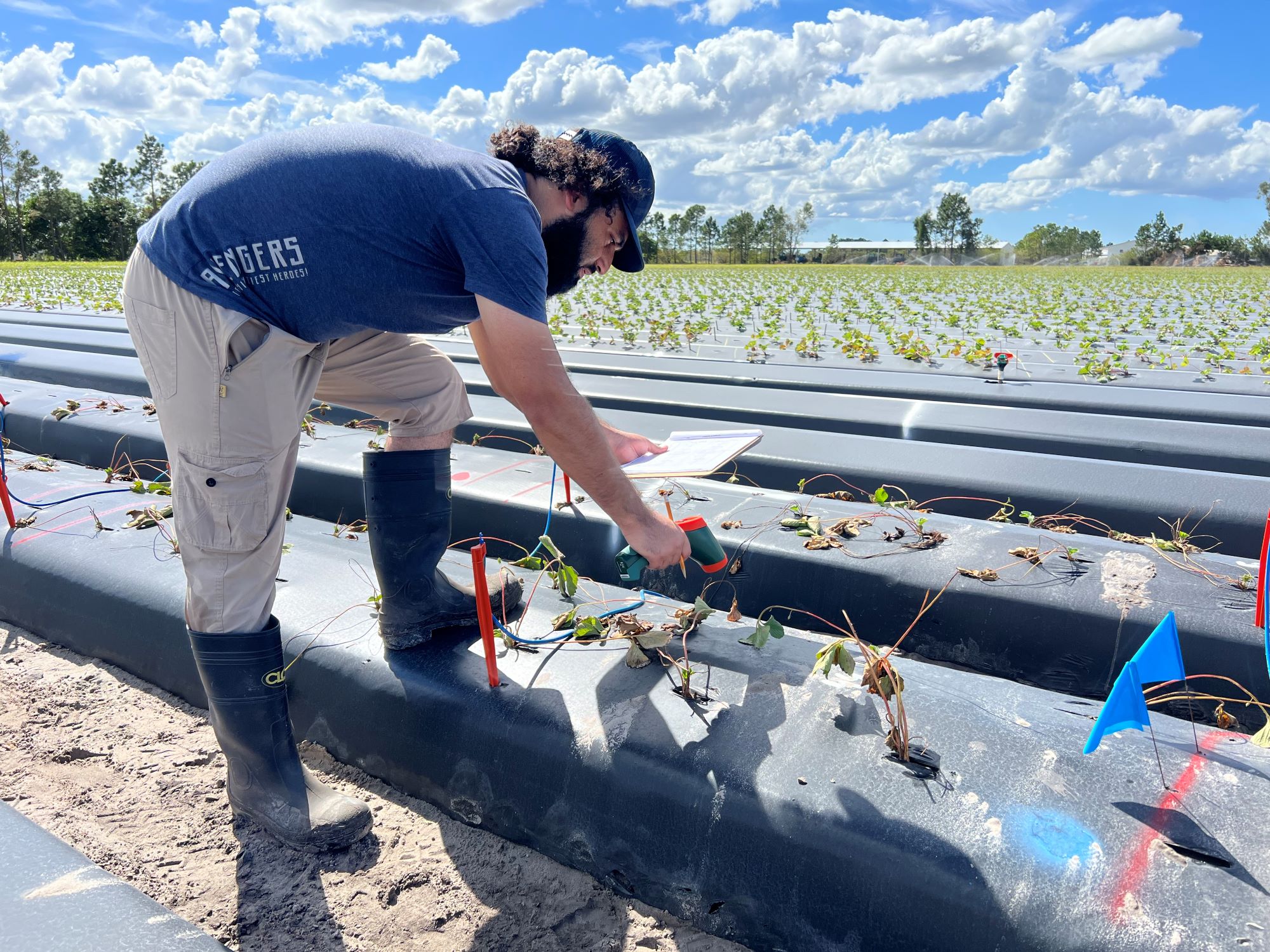 Intermittent irrigation could be key to Florida's strawberry industry
