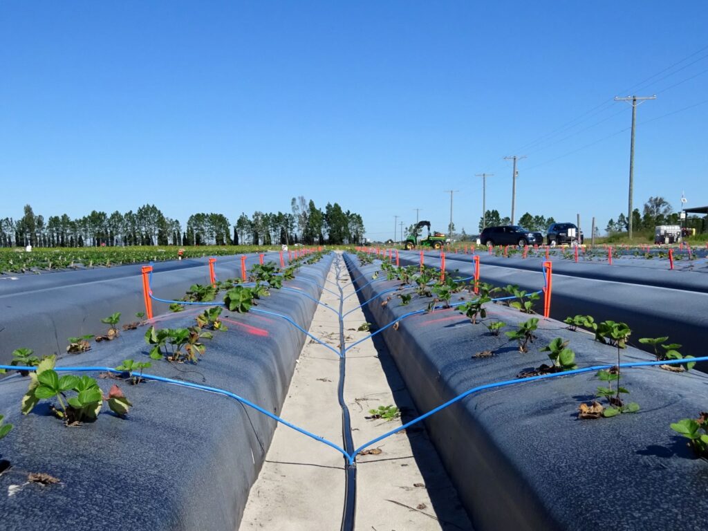 Intermittent irrigation could be key to Florida's strawberry industry