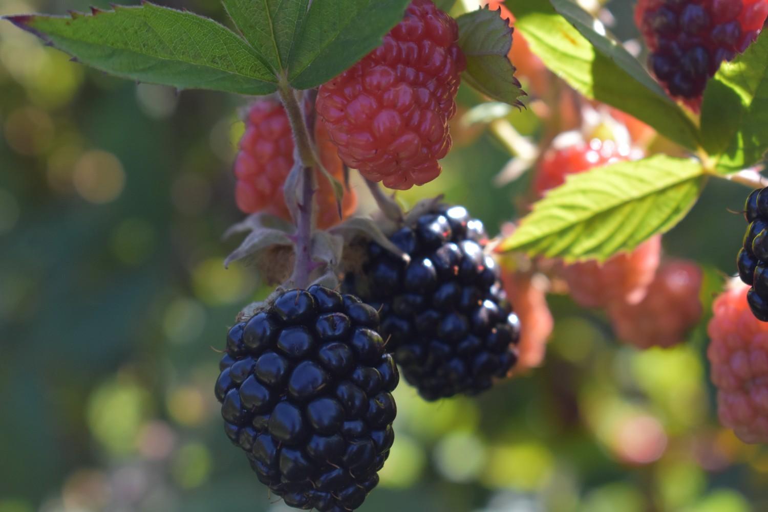 Frutura rebrands berry operations as Sun Belle