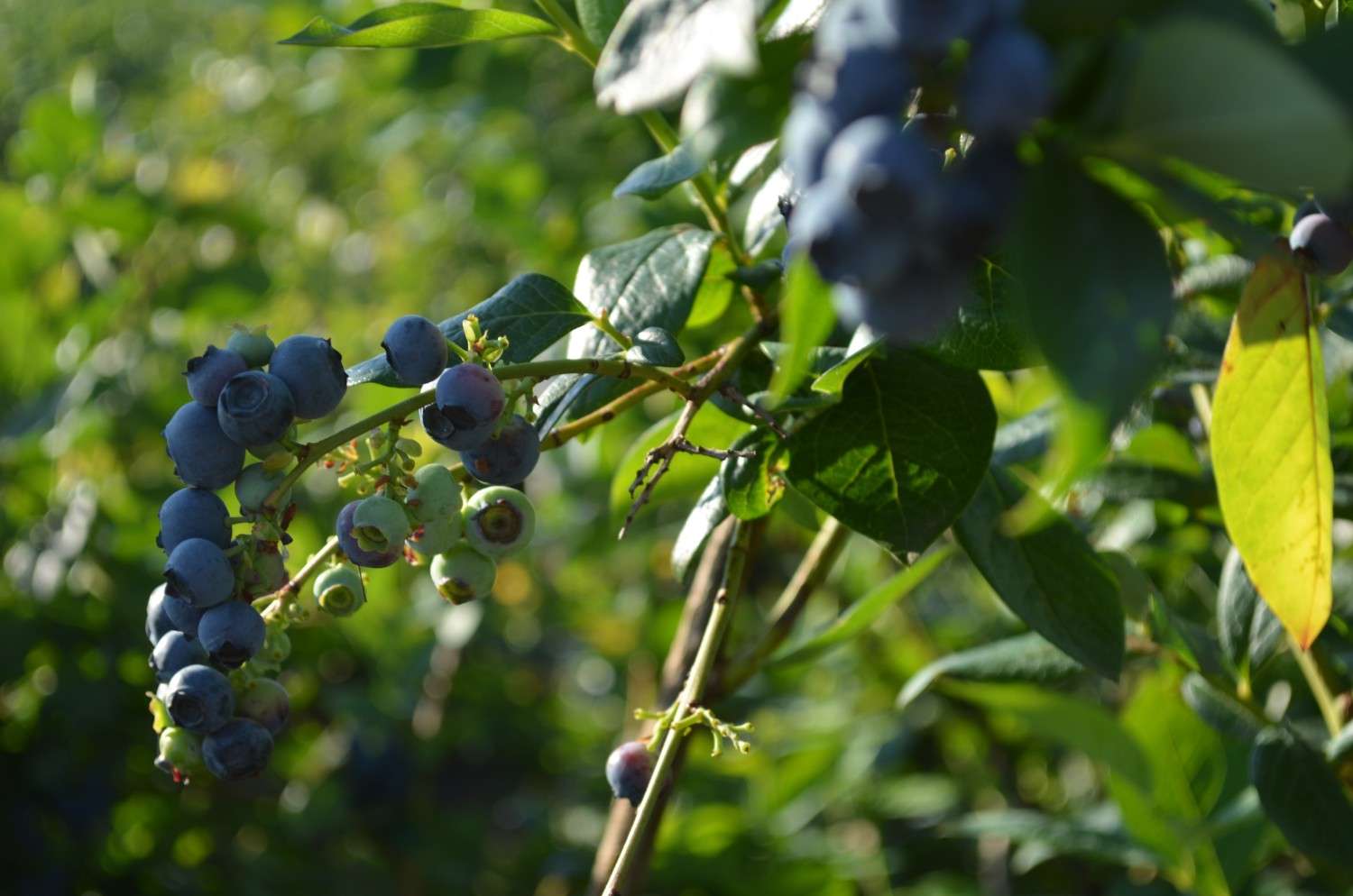 North American Blueberry Council board of directors election results