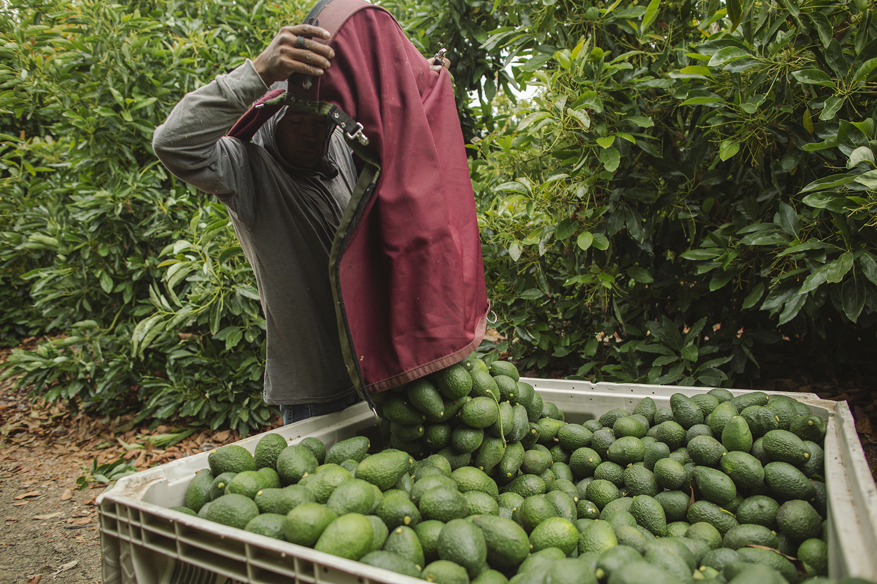 California expected to see the largest avocado crop yield since 2020