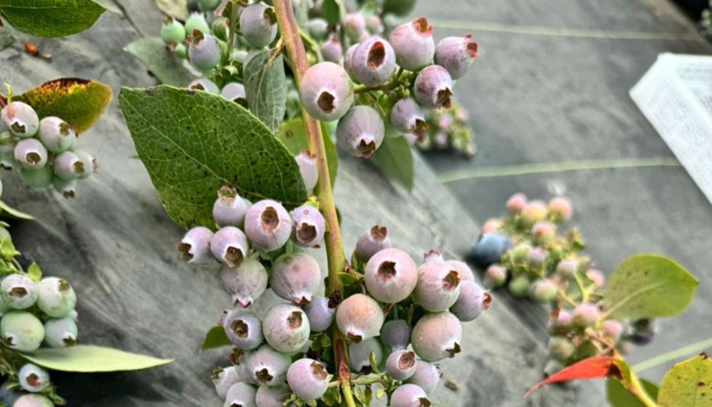 The expansion of blueberry production in Colombia is here