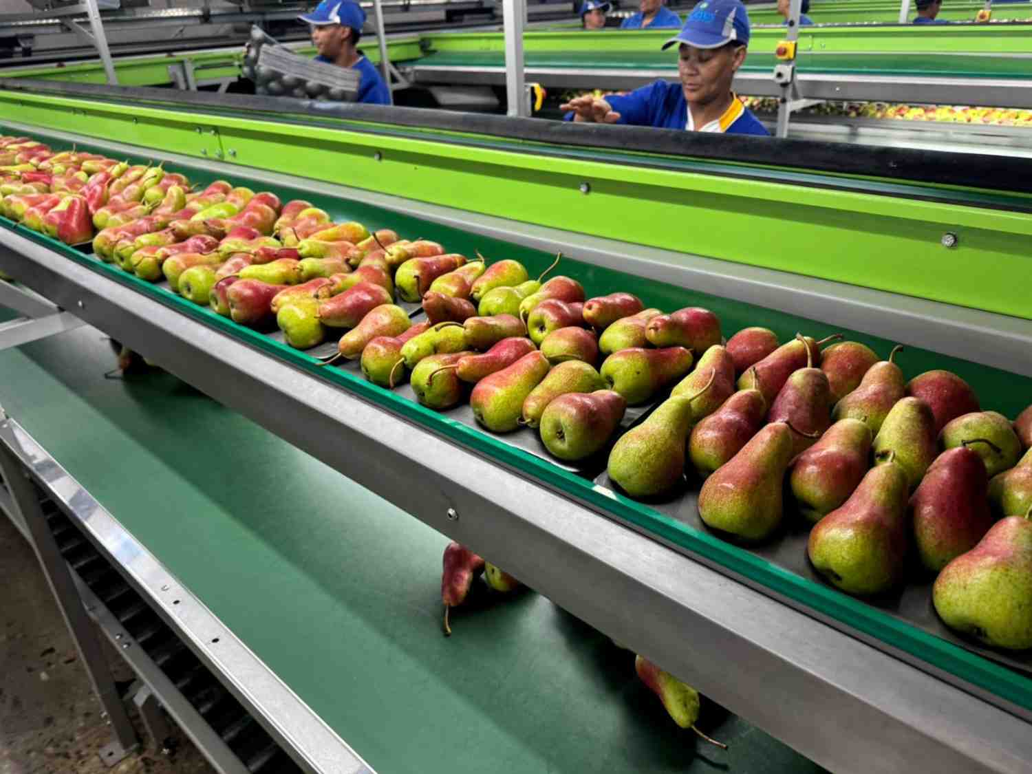 Favorable conditions have South African apple and pear producers ...