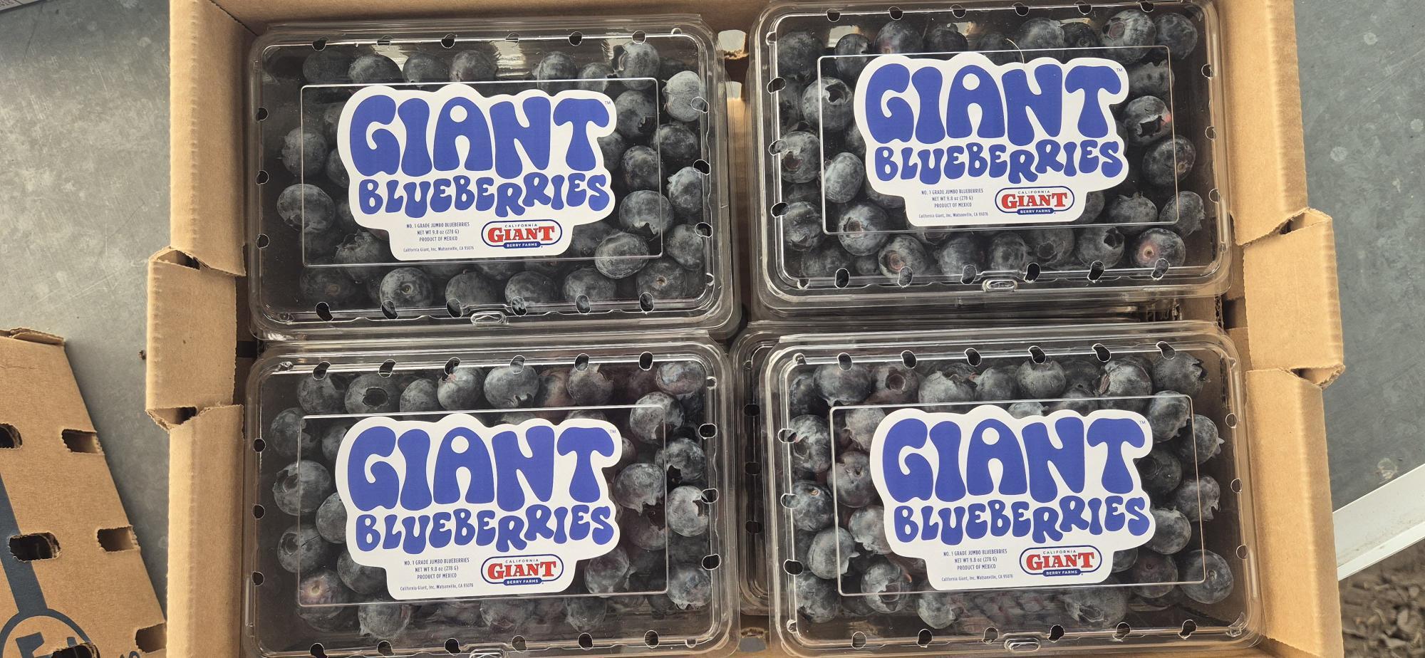 California Giant Berry Farms’ jumbo blueberries are now in season