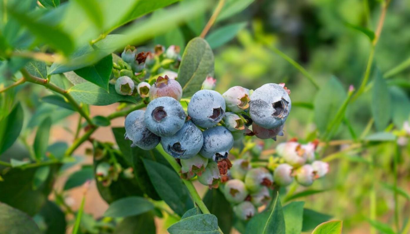 Peruvian blueberries challenge Chile's participation in the U.S. market