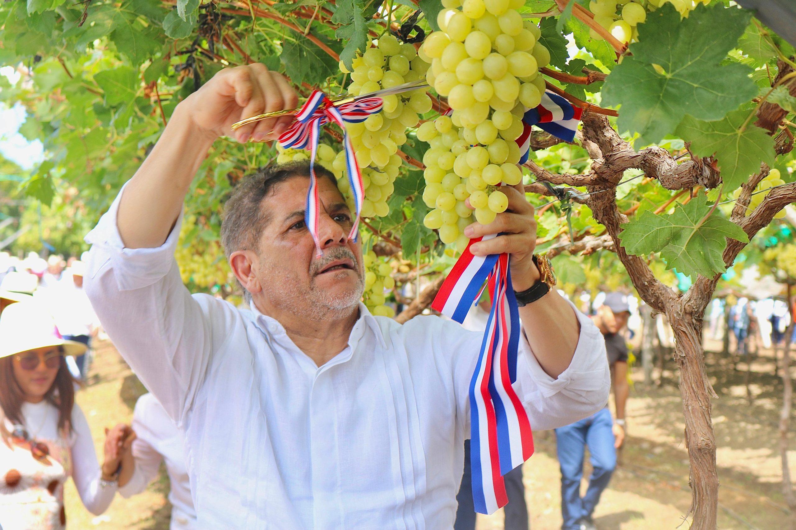 The Dominican Republic is making headway to become a table grape exporter