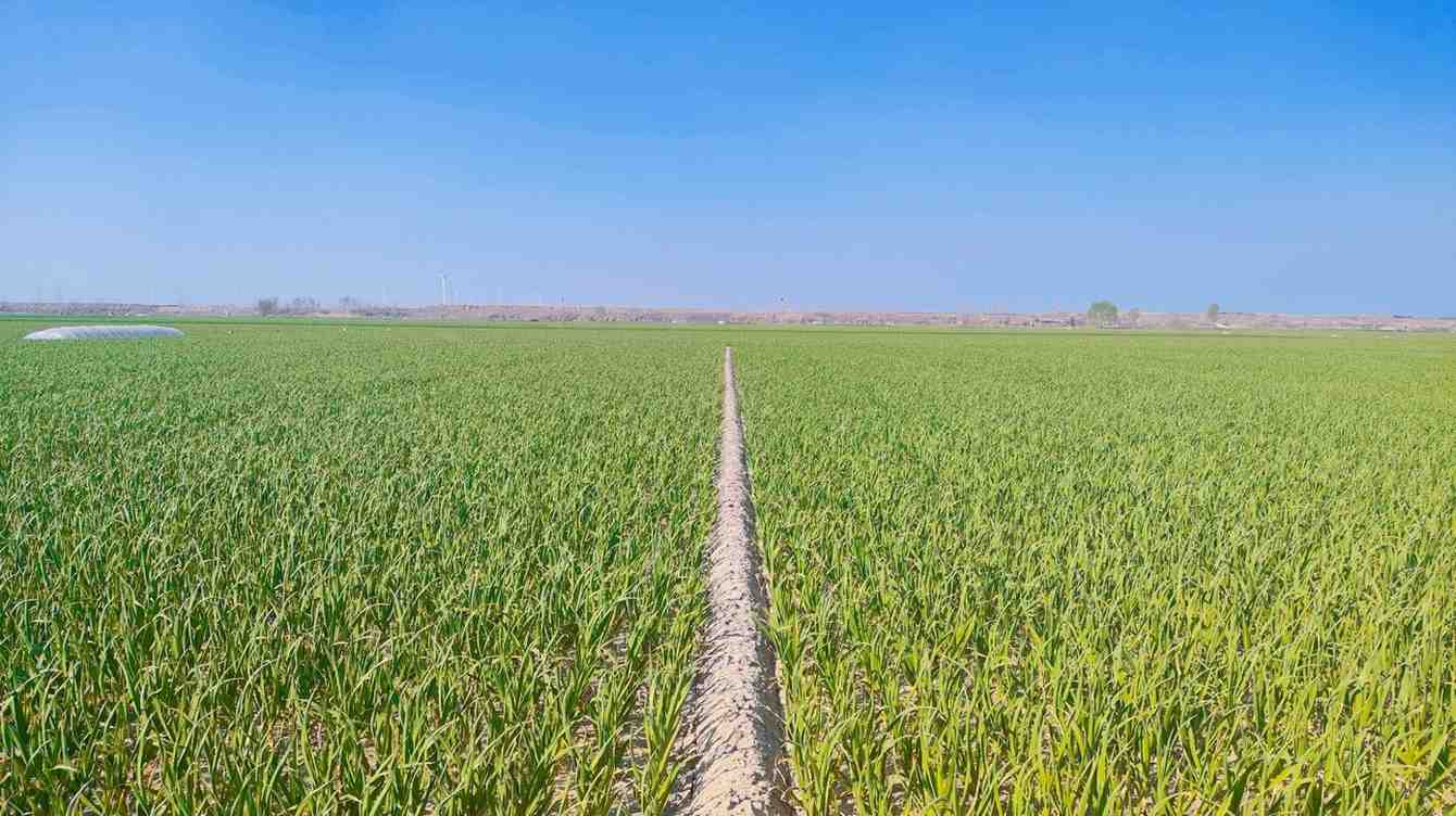 China’s garlic production and exports expected to remain stable in 2025