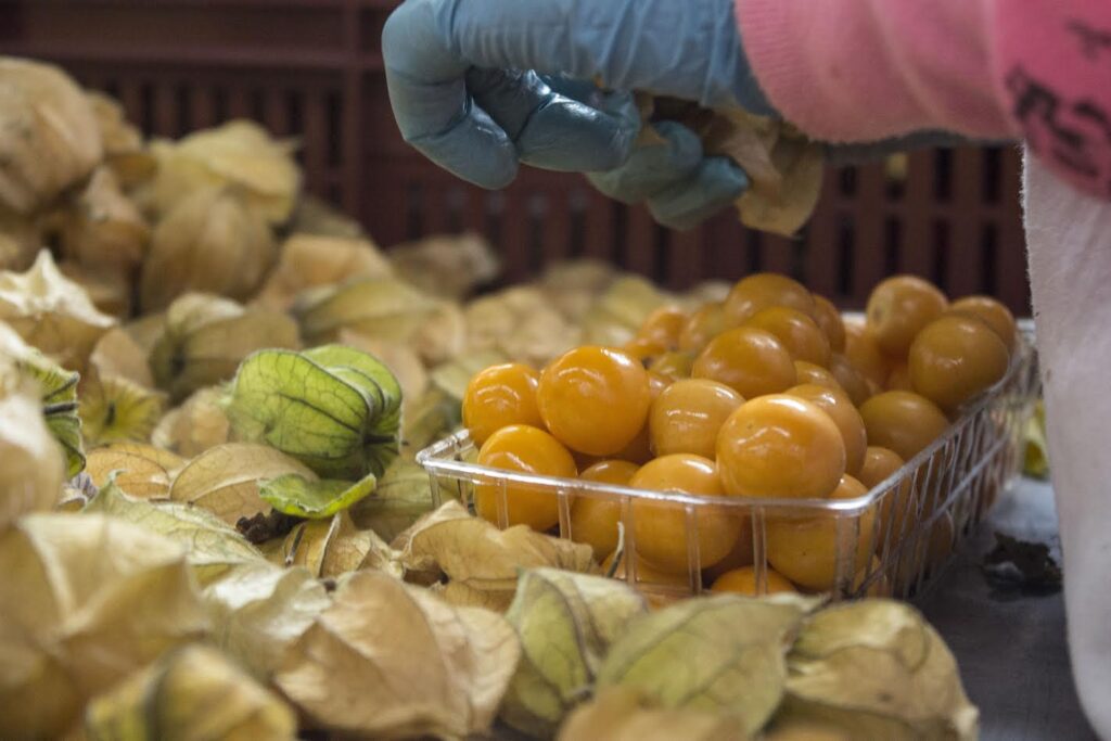 The United States is a key market for Colombia's goldenberry