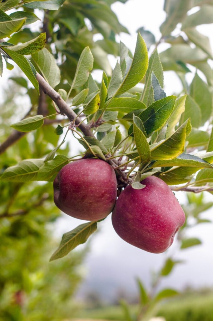 South Africa's apple industry celebrates 363rd birthday