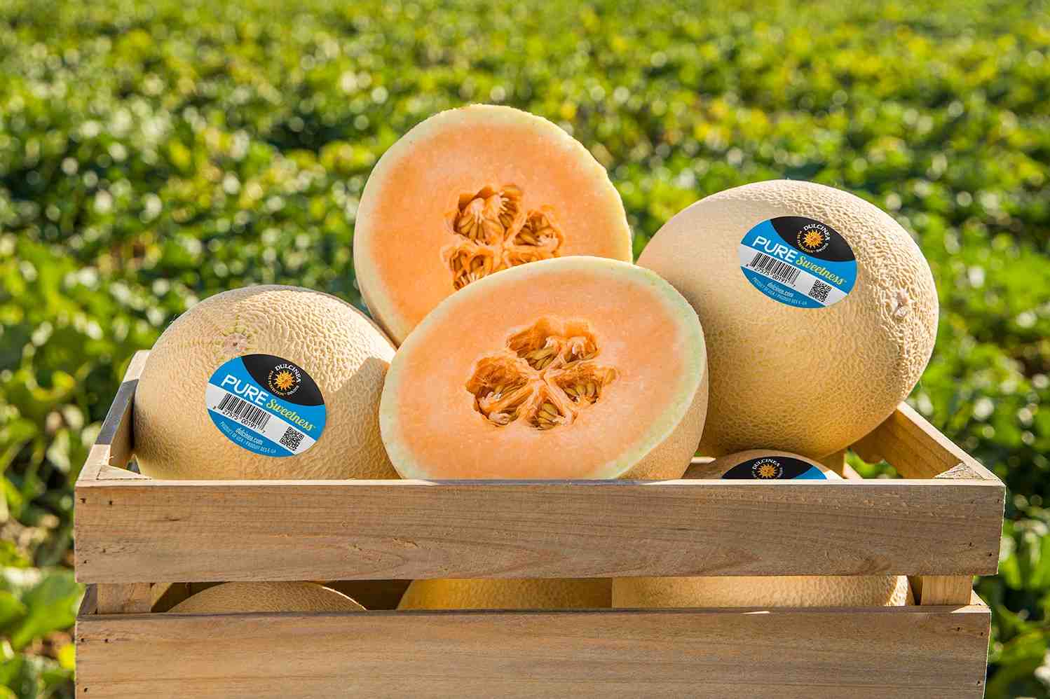 Pacific Trellis Fruit introduces Dulcinea Pure Perfection Melons, expanding melon offerings