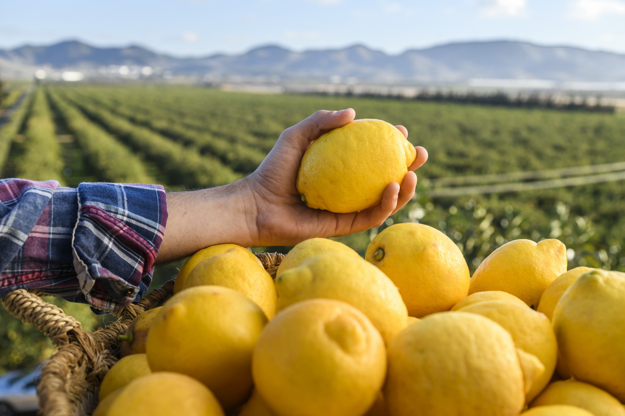 Verna lemon season kicks off - FreshFruitPortal.com