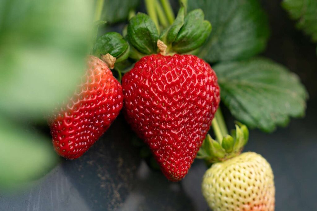 California Giant Berry Farms announces abundant strawberry crop