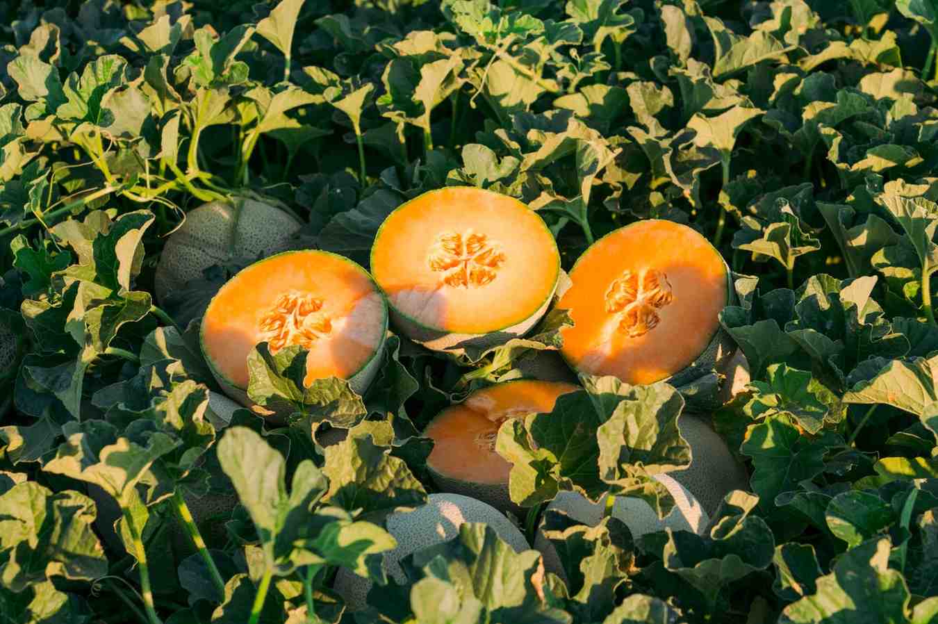 U.S. growers embrace a new domestic melon season