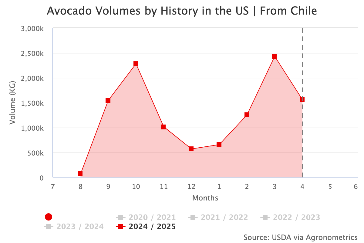 Chile poised for largest avocado crop in a decad
