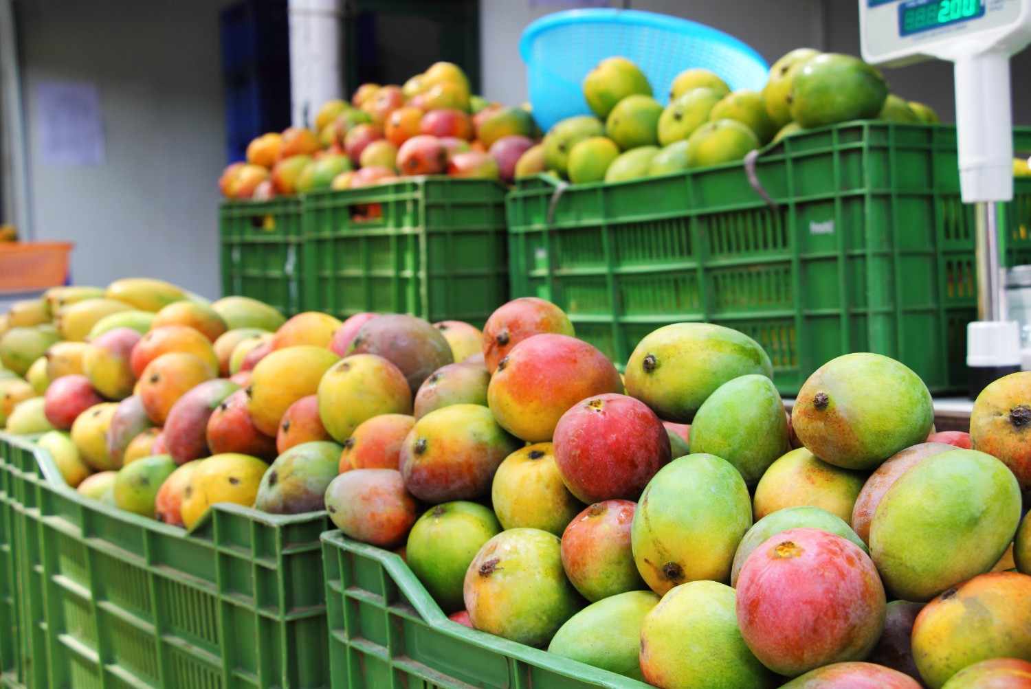 India resumes mango exports to the U.S.