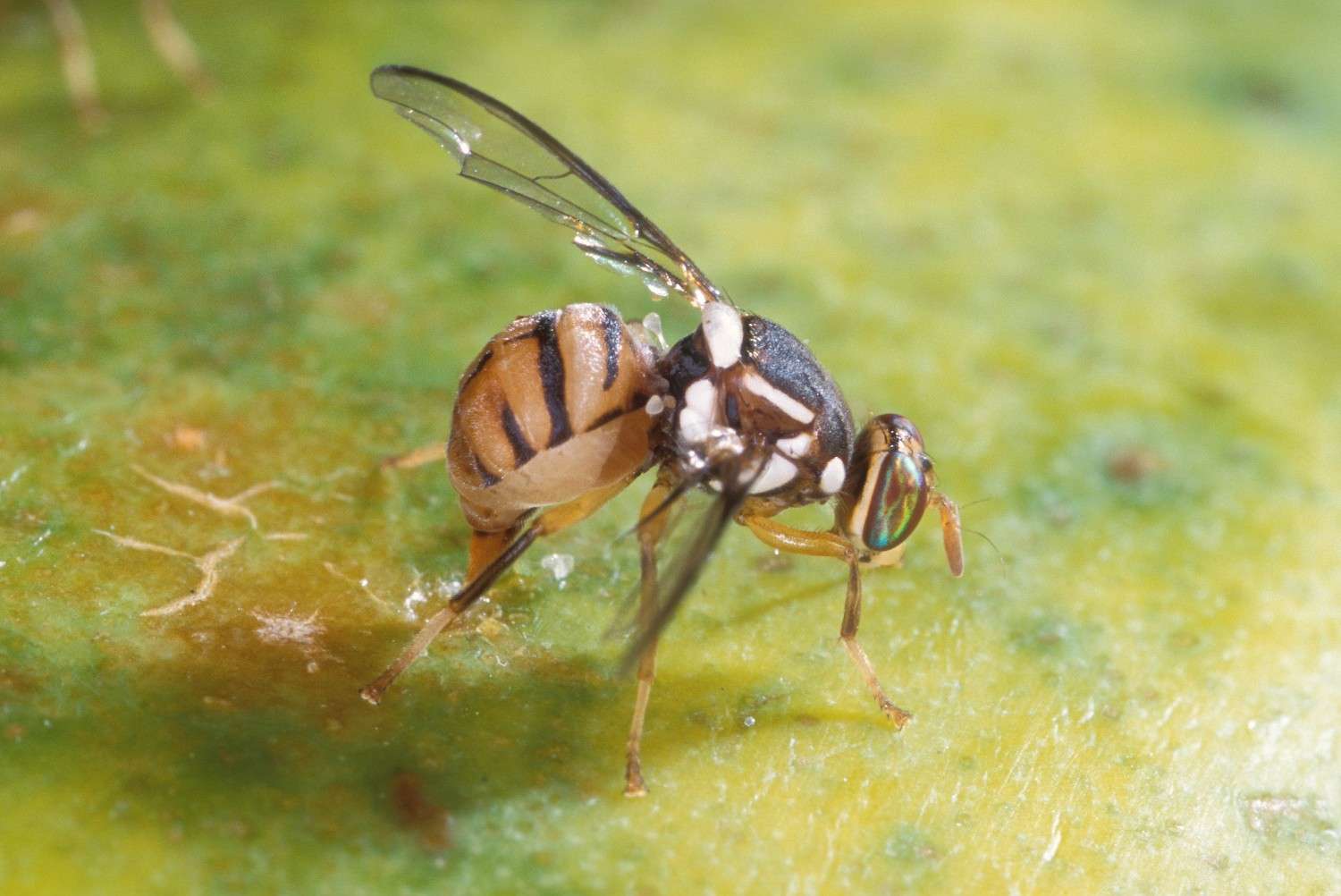 Oriental fruit fly quarantine lifted in Orange County