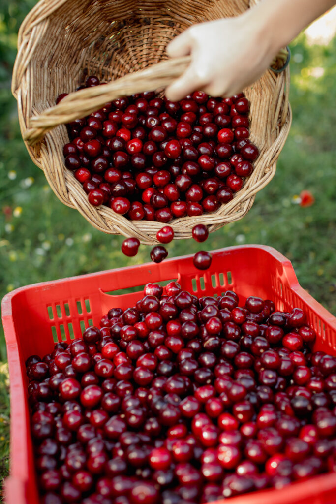 Picota cherries expect high cherry volume despite rainy season ...