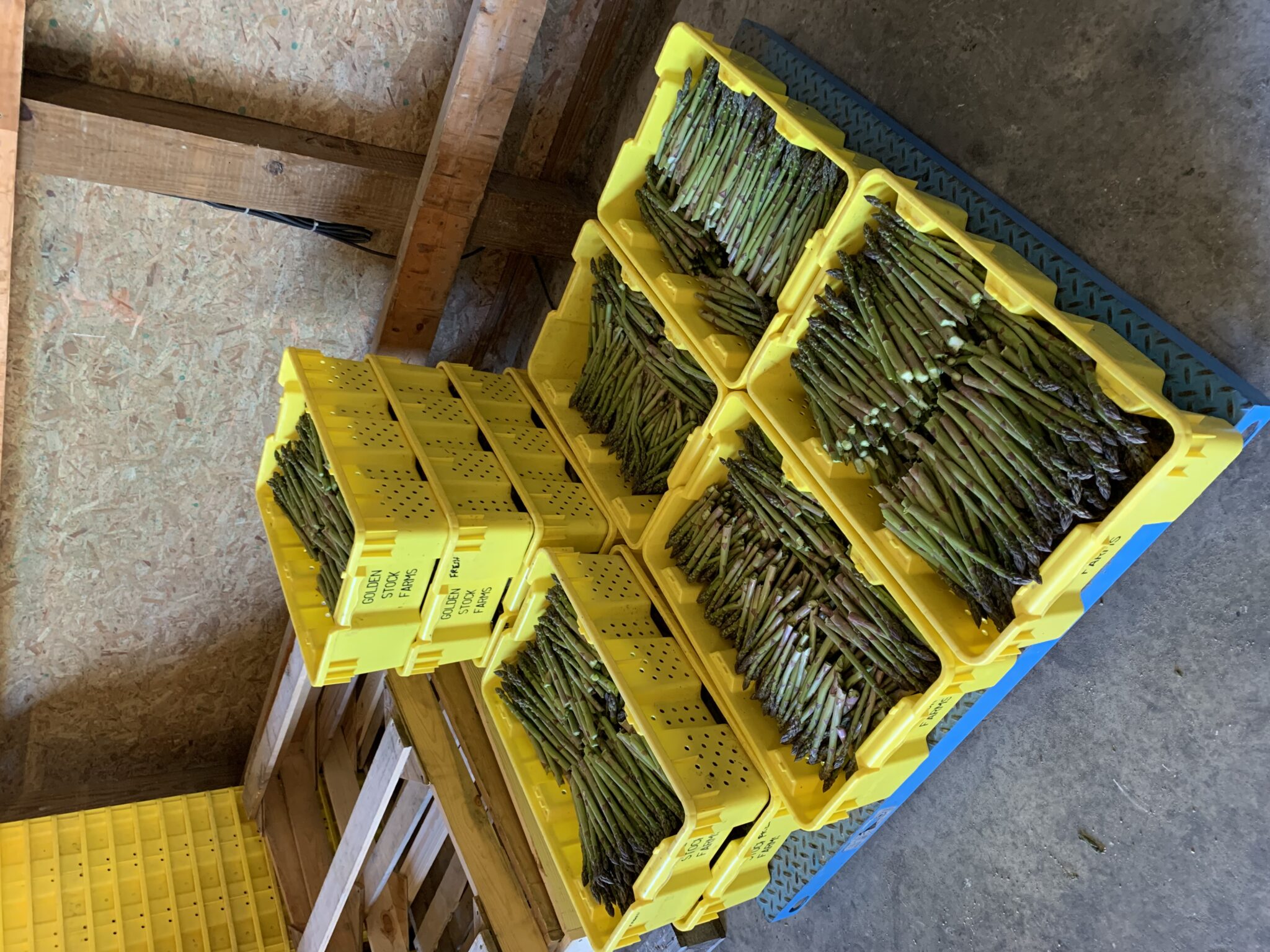 Michigan asparagus season flourished