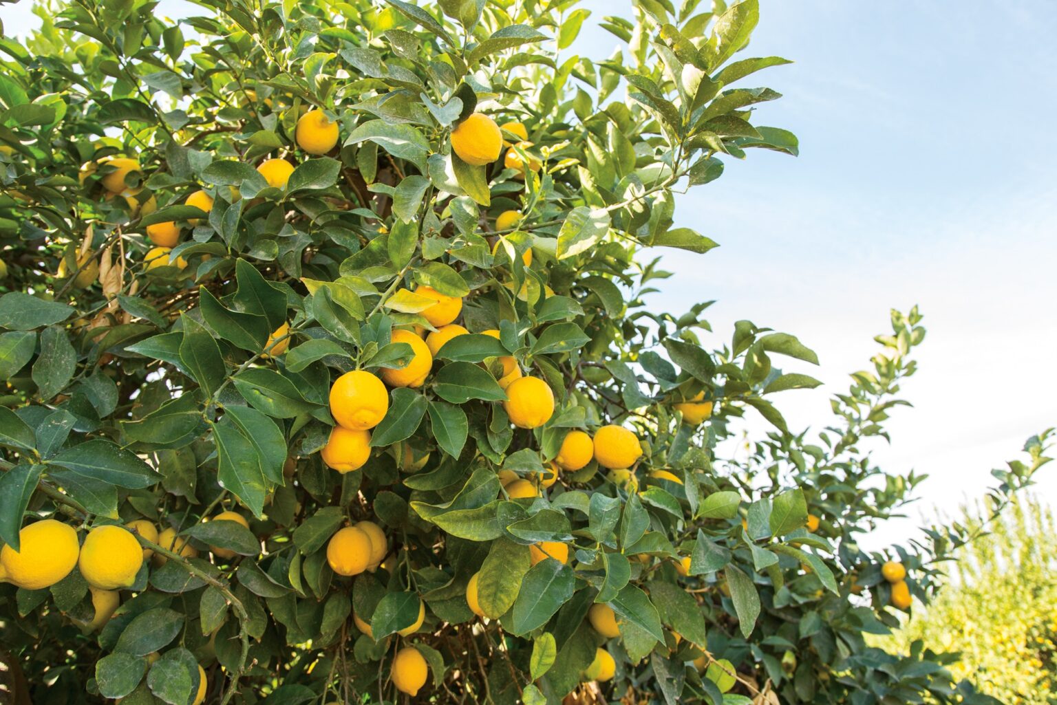‘One of the few disruptors’: Wonderful Citrus continues to bet big on ...
