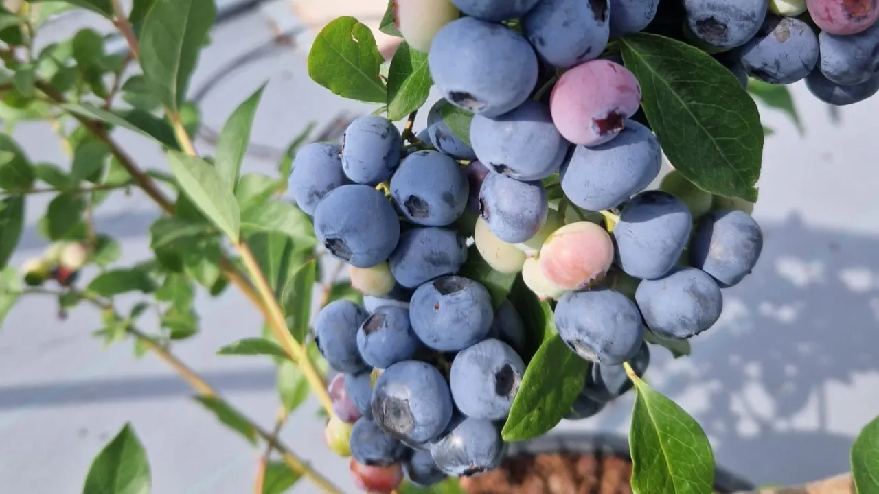 Meet Highland Charm, the first Scottish blueberry variety ...