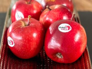 South African Flash Gala makes history and celebrates a record-breaking ...