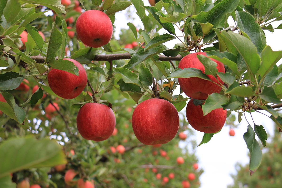 Australian apple exporters celebrate new market access to Canada ...