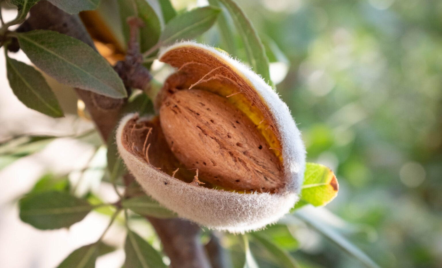California almond faces challenging season - FreshFruitPortal.com