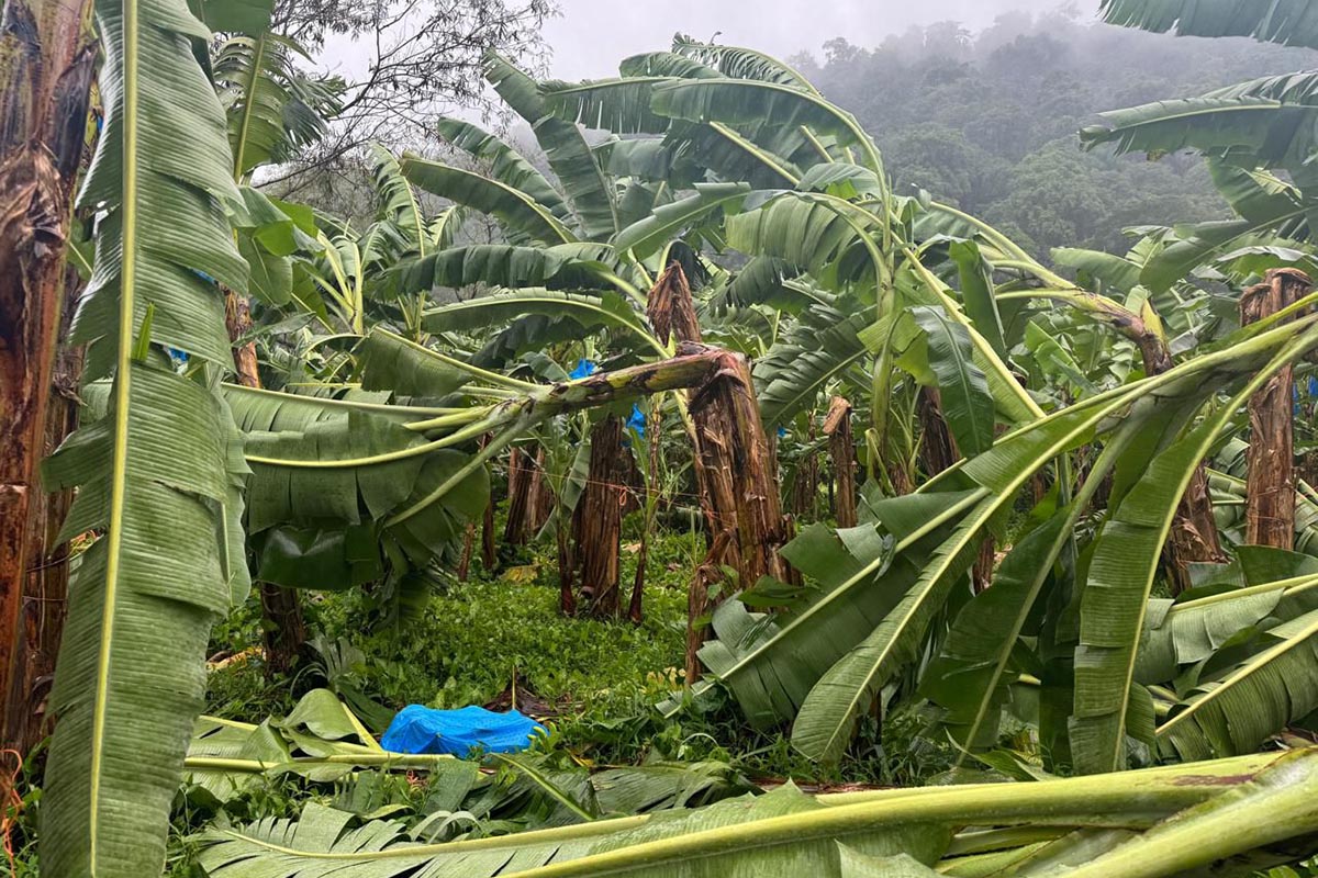Costa Rica's banana exports plunge 20 percent due to extreme weather ...