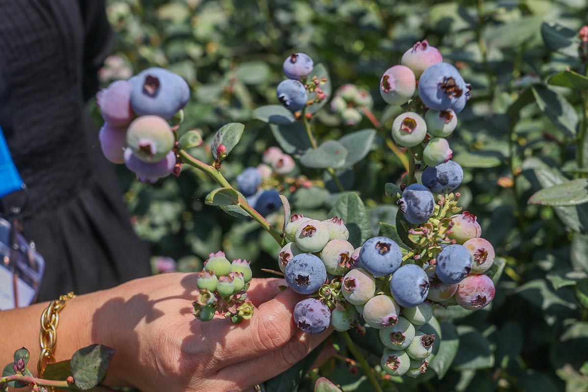 Peruvian blueberry market: Is this the land of confusion ...