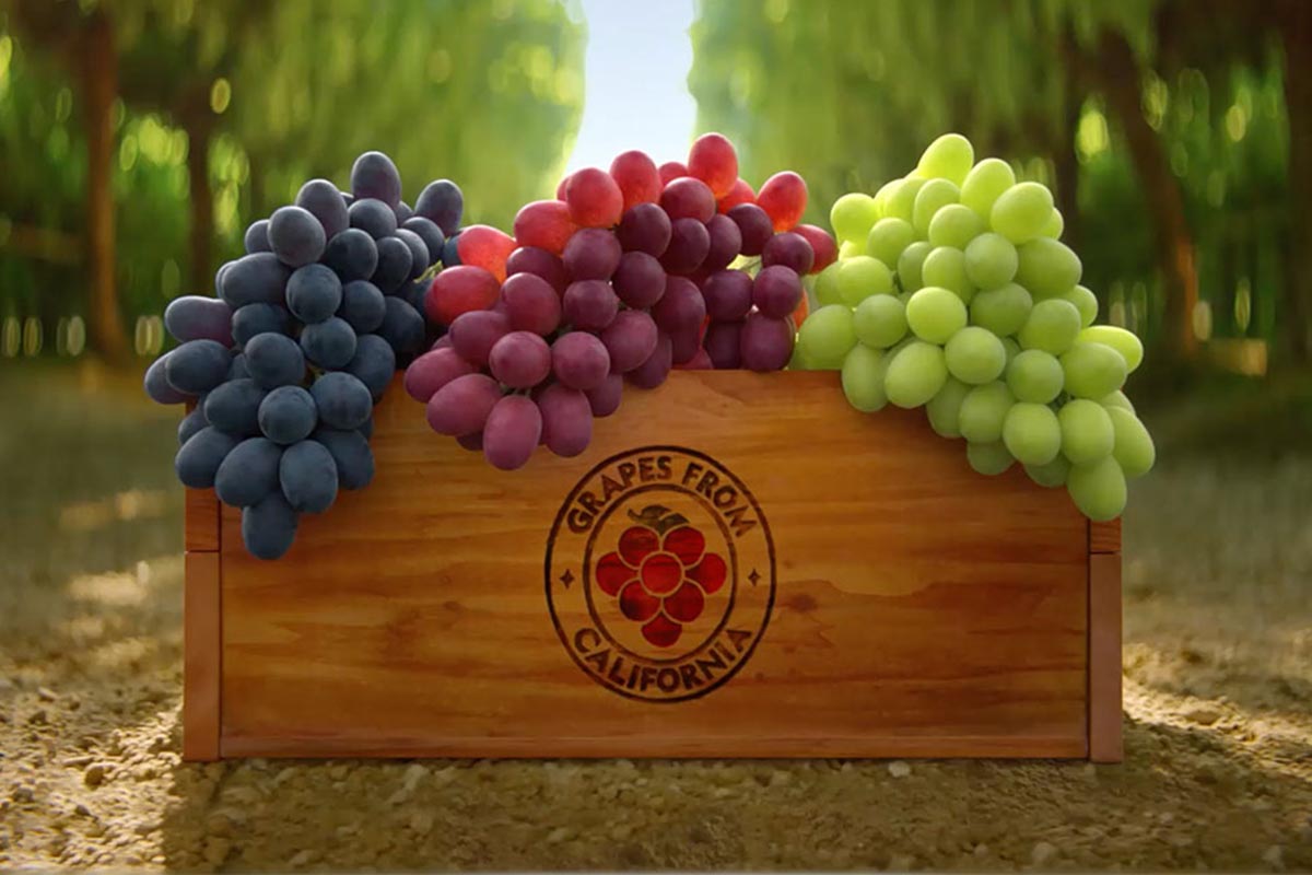 California Table Grape Commission's aims to boost sales through the holiday season ...
