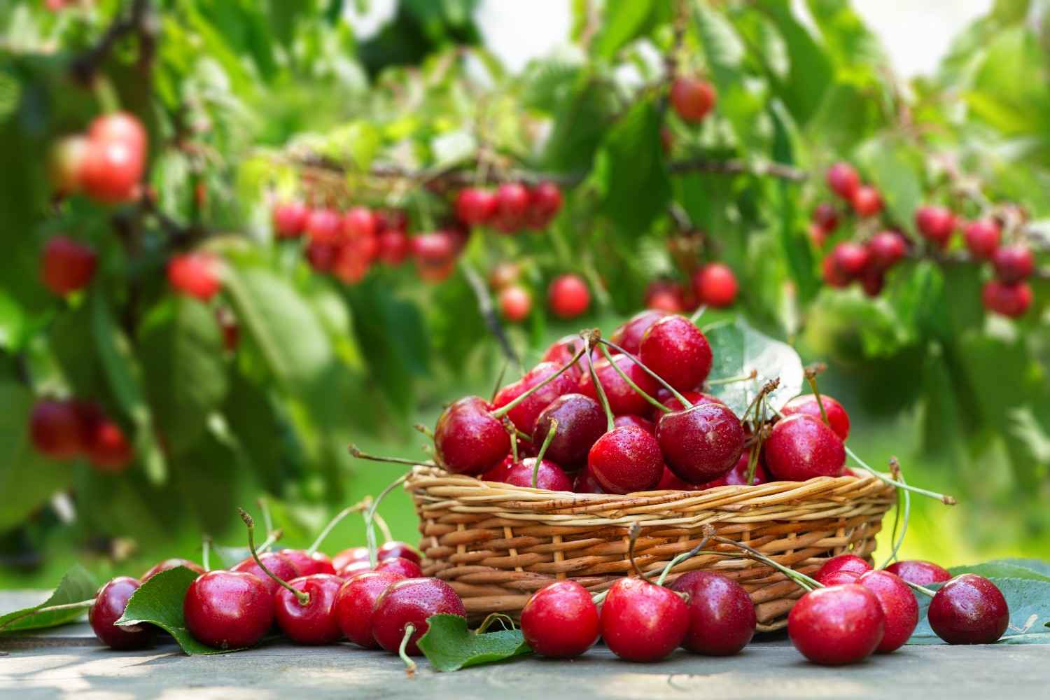 Cherry pulp can make regular burger patties healthier ...