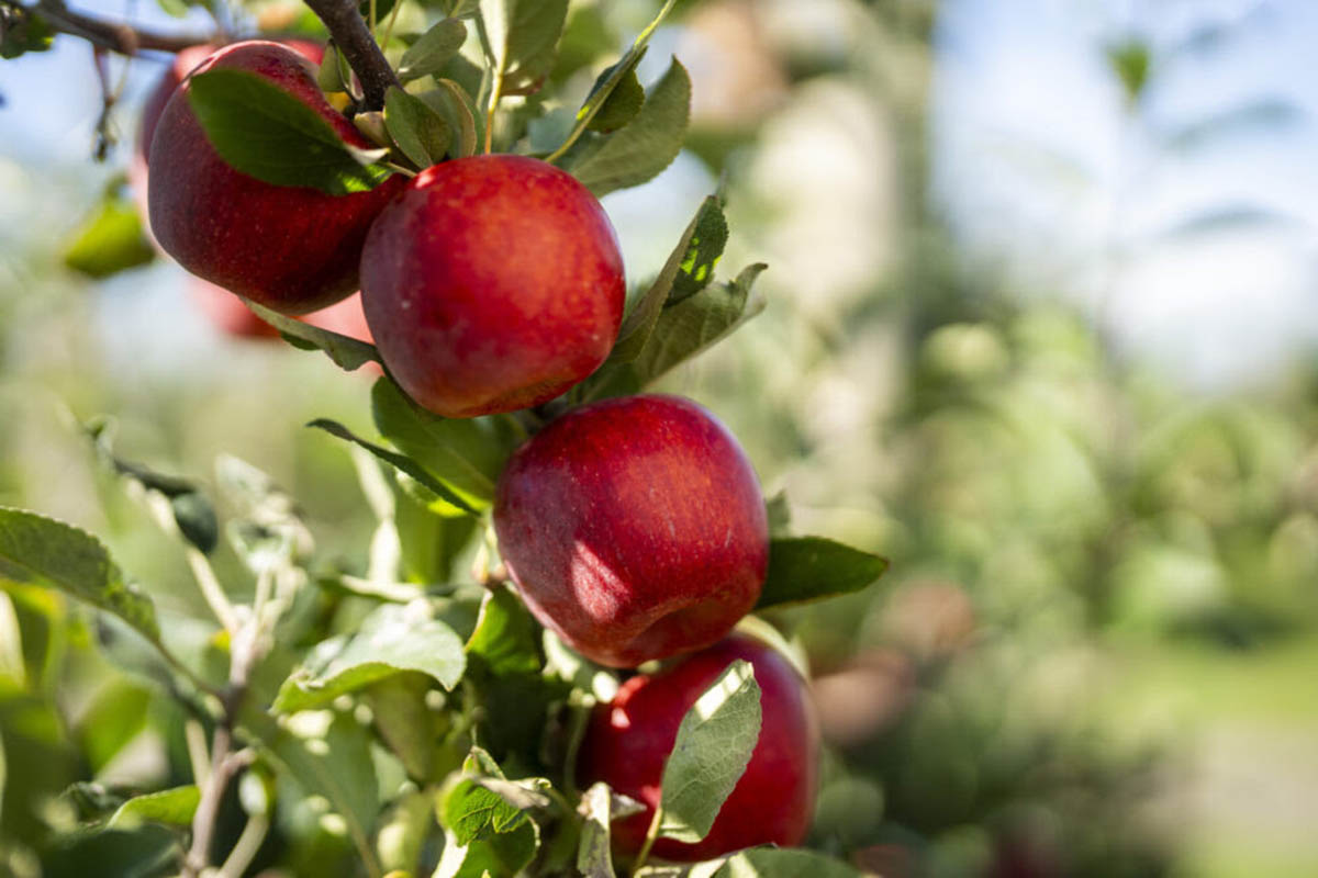 First-ever New York Envy apple harvest expands brand's reach ...