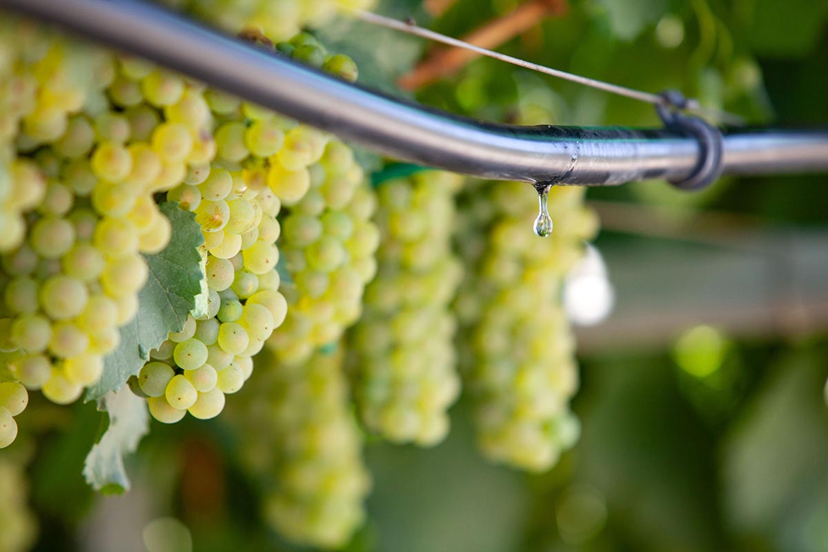 Irritec's precision irrigation: Boosting table grape yields and ...