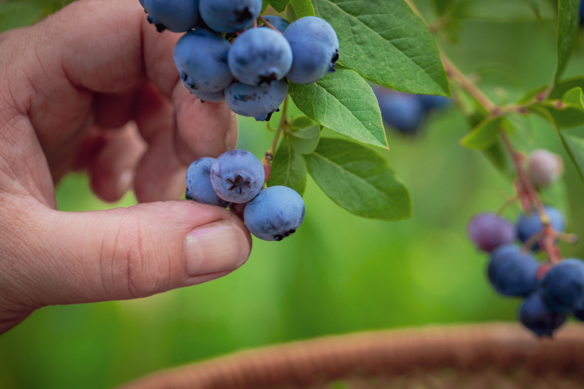 Peruvian blueberry exports projected to decline due to early peak ...