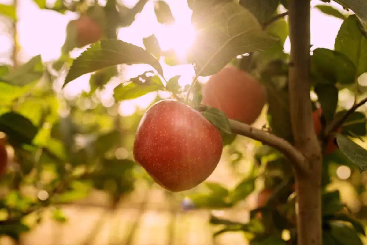 Climate-smart TUTTI apple wins the Innovation Hub Awards at Fruit ...