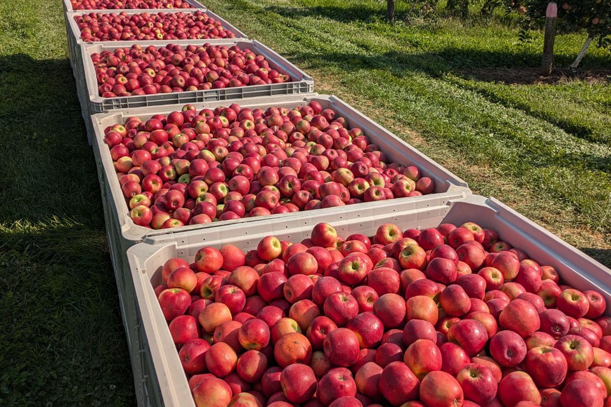 Crunch Time Apple Growers confident in 'amazing' 2025 crop ...