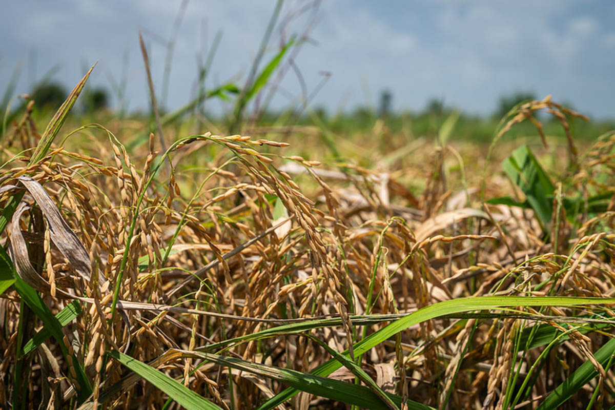 USDA rolls out second stage of $16 billion disaster aid for farmers ...