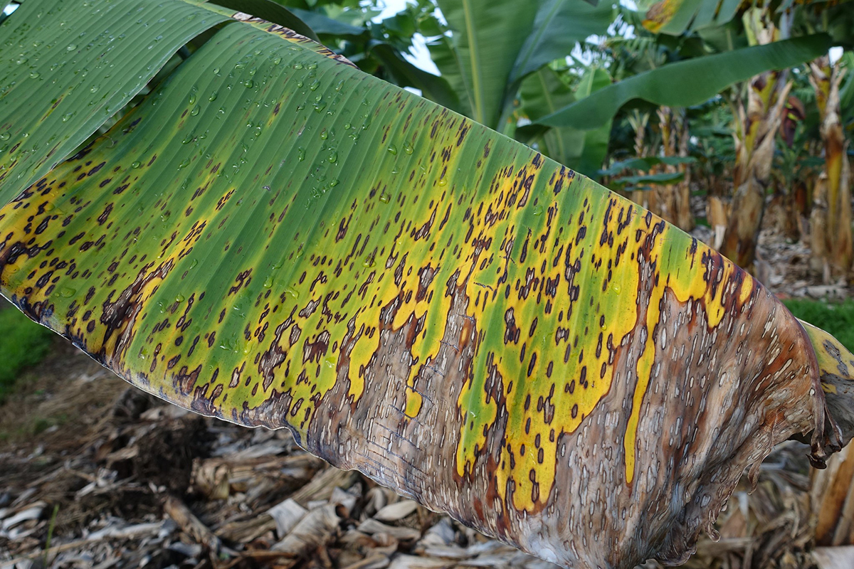 Global banana crisis: Fresh Del Monte sounds the alarm once again ...