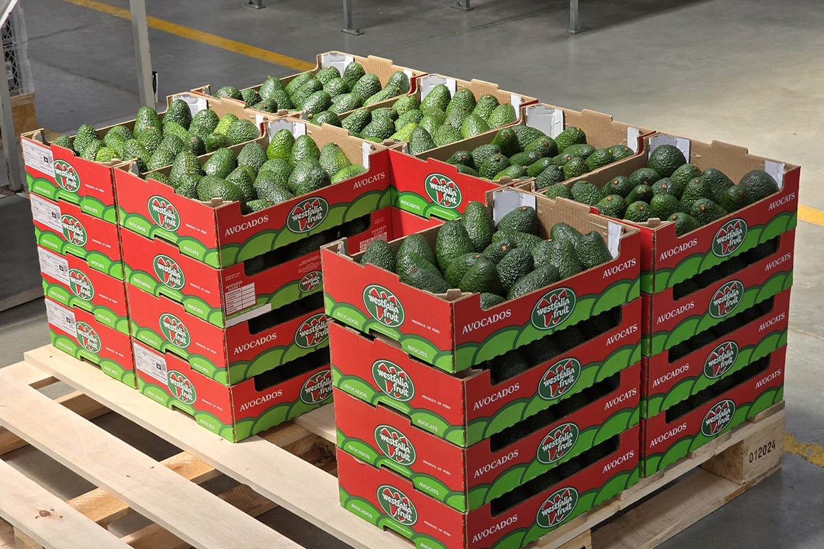 Westfalia Fruit celebrates the debut of its new avocado ripening center ...