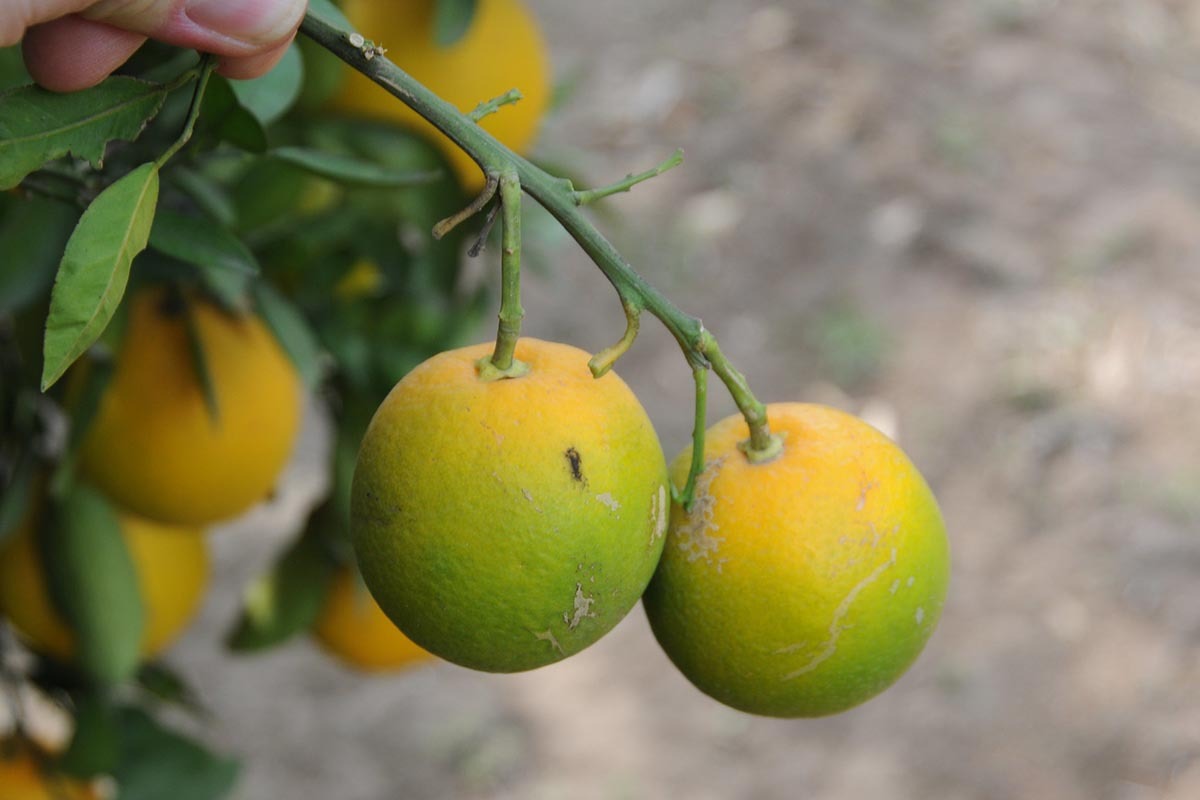 APHIS expands HLB quarantine - FreshFruitPortal.com