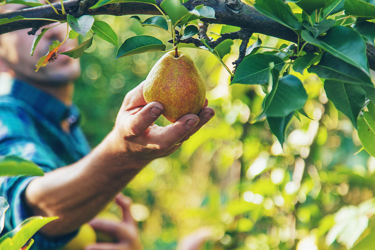 California pear producers seek USTR relief against surge of cheap ...