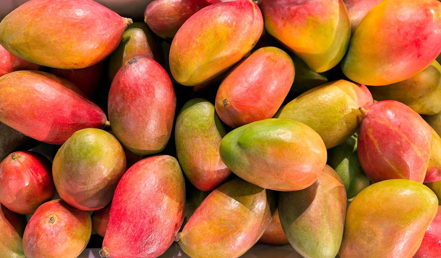 US mango demand soared in 2025 - FreshFruitPortal.com