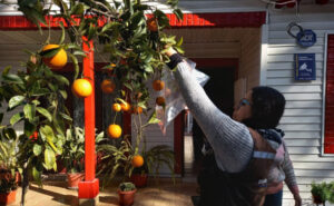 Mexican fruit fly quarantine reinstated in Texas - FreshFruitPortal.com