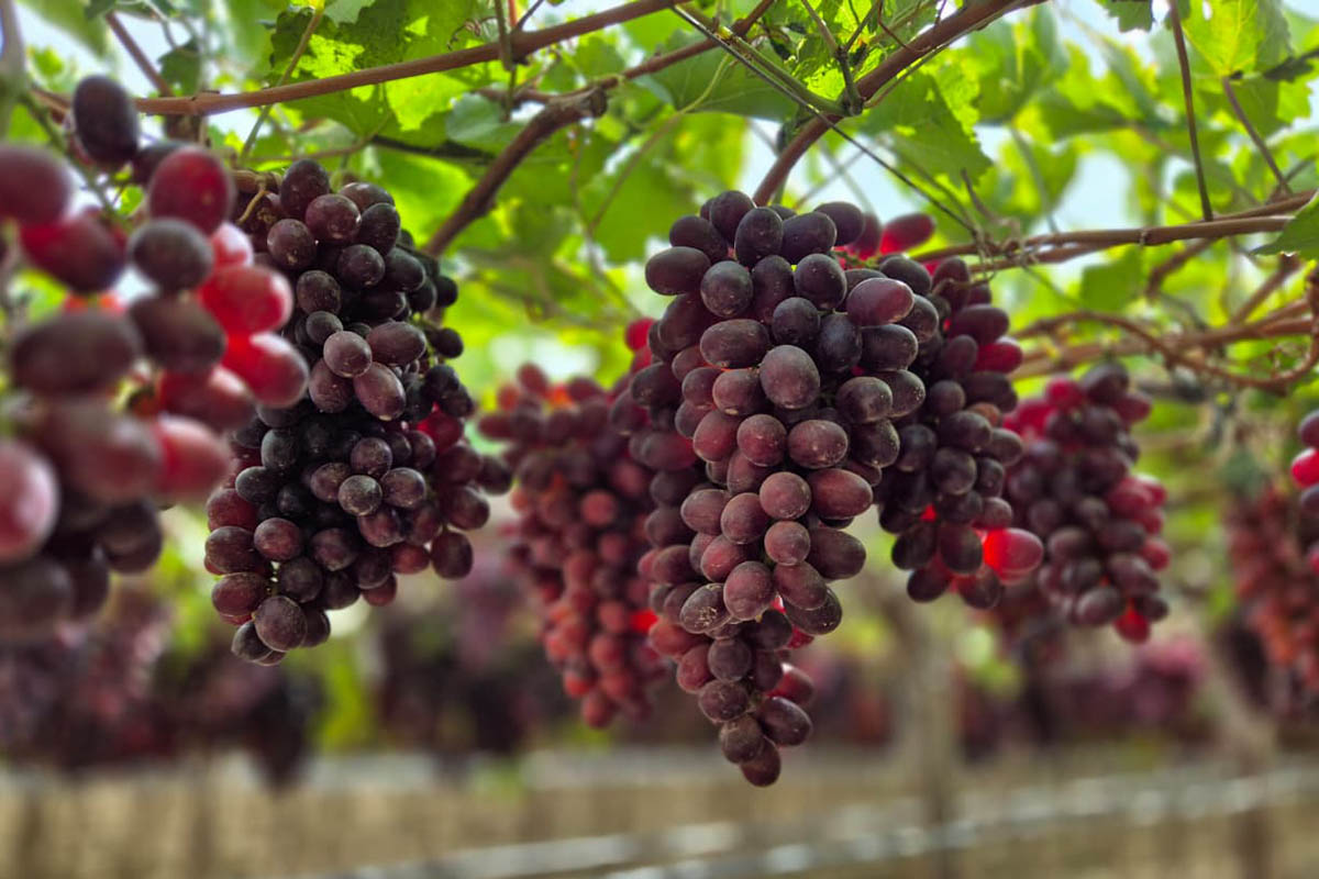Oppy's import grape volume jumps 44% thanks to Dole partnership ...