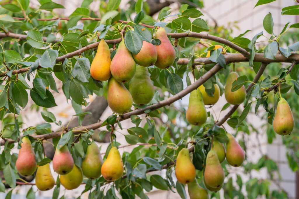Honeybear eyes steady pear import season - FreshFruitPortal.com