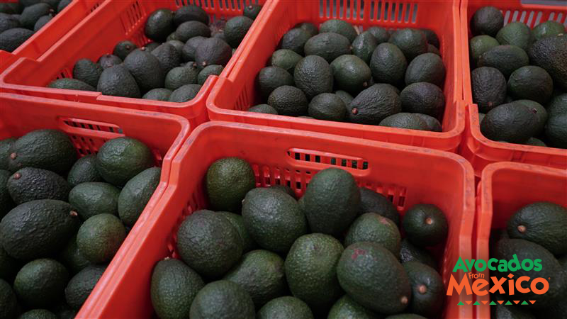 Super Bowl avocado imports to top 300M - FreshFruitPortal.com