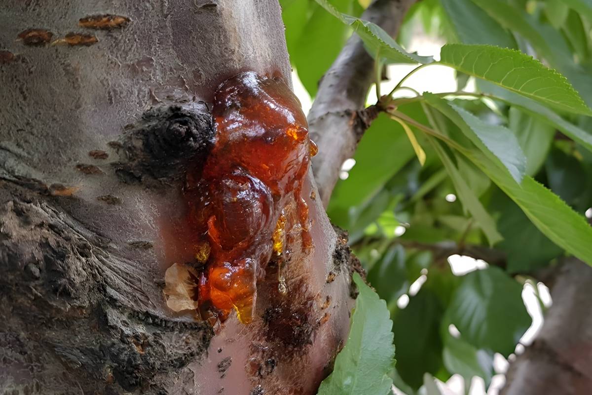 Cherry bacterial canker: Chilean researchers reveal pathogen adaptation ...